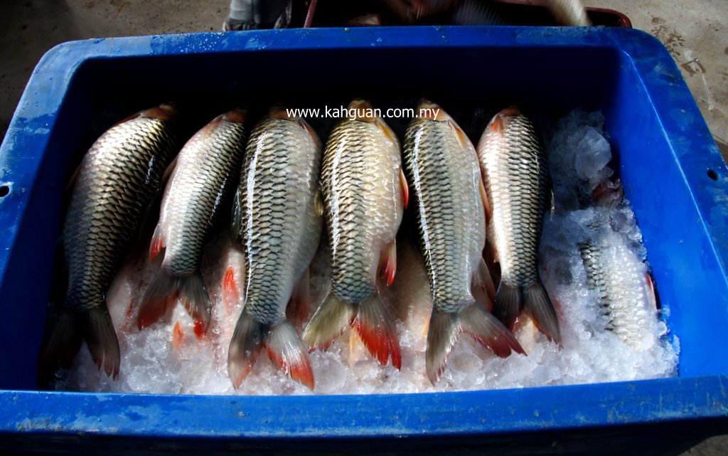 Sultan fish – Kah Guan