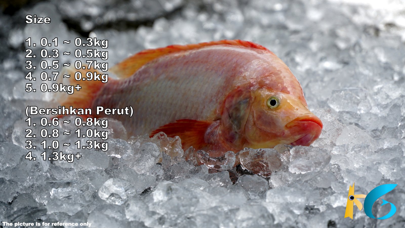 Tilapia Fish Kah Guan Tilapia Fish Kah Guan